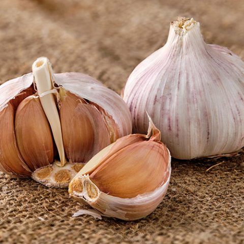 German Red Garlic - Calico Blossom Farm