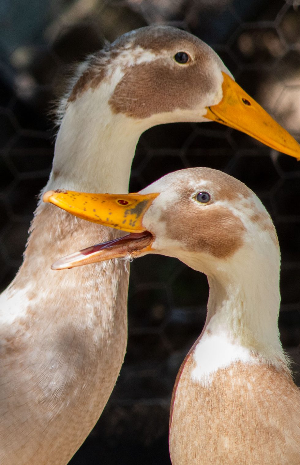 Calico Blossom Farm - Calico Blossom Farm
